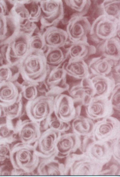Backing Paper A4 - Pink Rose Montage (Small) - £0.35 : Arbol Crafts ...